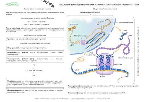 Биосинтез белка егэ рисунок 60 фото