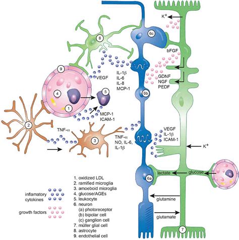 Graphical Presentation Of Retina Showing Interactions Between