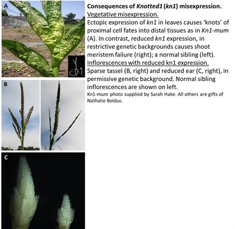 A Day In The Life Of A Maize Lab The Node