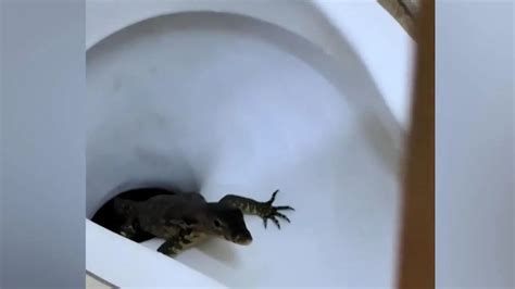 Klötze Mann Bei Sex Mit Pferd Gefilmt Polizei Jagt Tierquäler