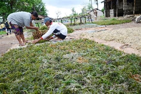Indonesia Didorong Jadi Produsen Rumput Laut Terbesar Republika Online