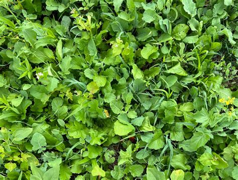 Pre Made Mixes Green Cover