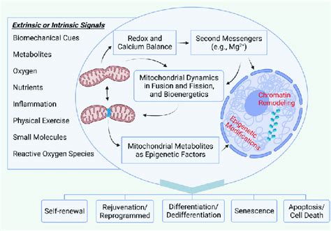 Mitochondrial Regulation Of Stem Cell Homeostasis And Aging Regulation