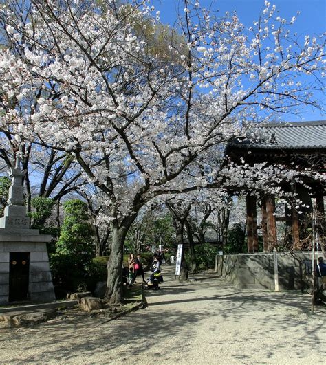 Sakura Play Pt 2 By Xxhizuyukixx On Deviantart