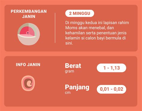 Saat Hamil 2 Minggu Bagaimana Perkembangan Janin Moms Inspirasi Shopee