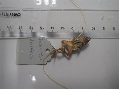 饰纹姬蛙 标本图片库 武陵山区生物多样性综合科学考察