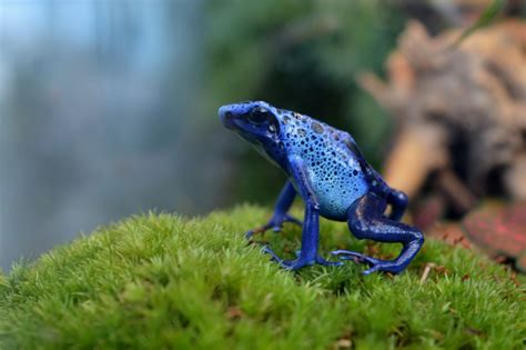 Dendrobates Azureus Bart Laurens