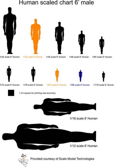 6 Scaled Male Human Chart Scale Model Technologies Human Male