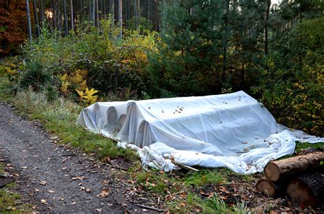 나무 껍질 딱정벌레 의 재앙으로 인한 삼림 벌채 자연 딱따구리 보호가 실패했으며 광산 기계는 수확기와 톱에 탑승해야합니다 아픈