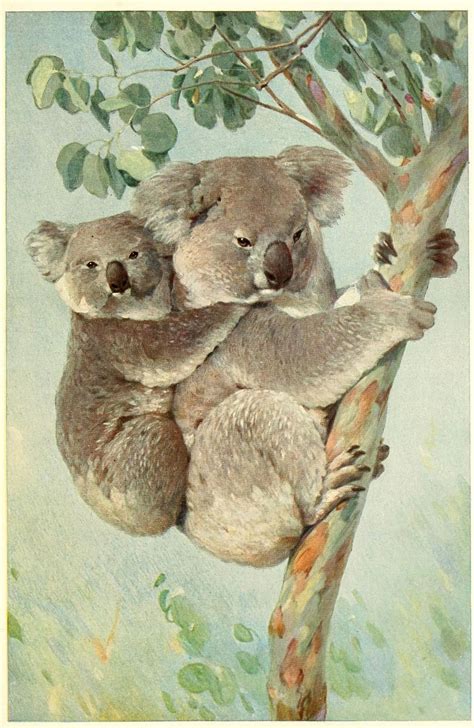 Cute Koala Bear Pictures