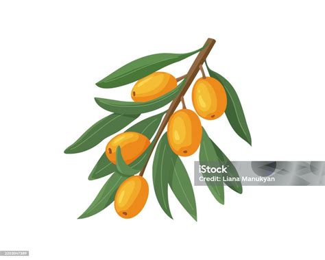 잘 익은 오렌지 열매와 녹색 잎이 있는 바다 갈매 나무속 나뭇가지 자연 유기농 화장품 허브 제품 및 비건 제품을 위한 식물 일러스트레이션은 흰색으로 분리되어 있습니다 가시에