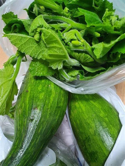 😊엄마의 텃밭 수확물 호박과 호박잎~~🌱🌱🎶🎶 자연풍경 캐시피드