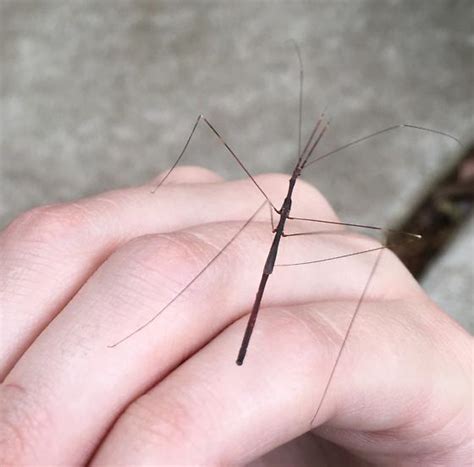Unknown Walking Stick Bug Emesaya Brevipennis BugGuide Net