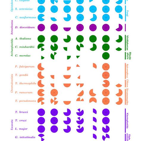 Distribution Of Tethering Complex Subunits Across Representative Download Scientific Diagram