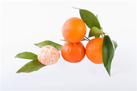 신선한 Mandarines 흰색 배경에 고립입니다 오렌지는 행에 정렬 됩니다 흰색 바탕에 배치 0명에 대한 스톡 사진 및 기타