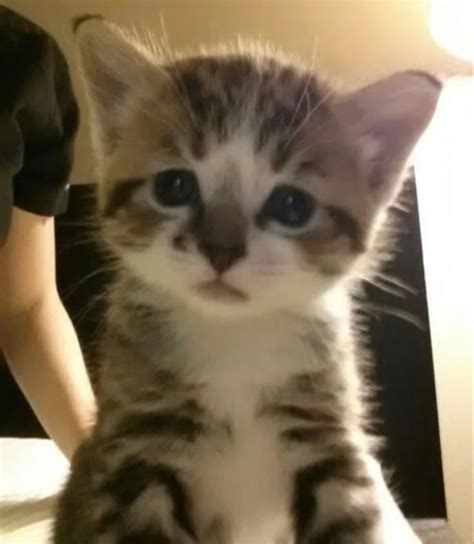 Пин от пользователя ఌjoalinఌ на доске Cat D Очаровательные котята