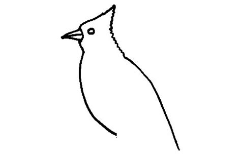 How To Draw A Blue Jay How To Draw A Blue Jay Tutorial Mitchell Nammagay