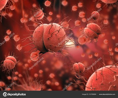 Bactérias Neisseria Gonorrhoeae Neisseria Meningitidis Gonococcus