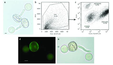 Dibac Staining And Flow Cytometry Of Tobacco Pollen Protoplasts A