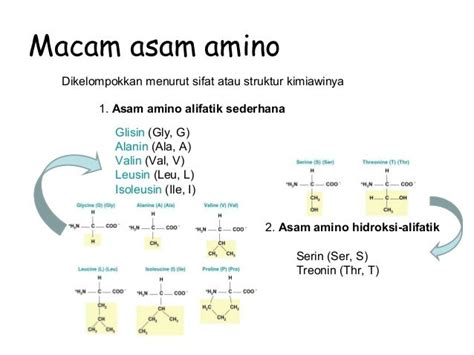 4asam Amino Dan Protein