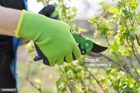 Pemangkasan Musim Semi Pohon Buahbuahan Kebun Dan Semaksemak Foto Stok