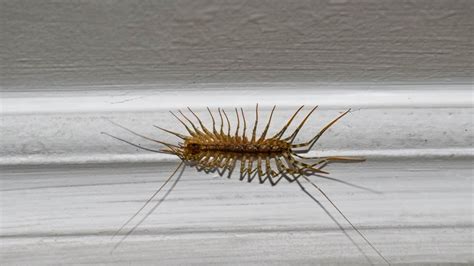 Centipede Complete Guide To Centipedes Inside And Outside