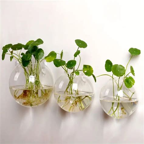 Semi Circular Glass Hook Vase Wall Hanging Hydroponic Plant Temu