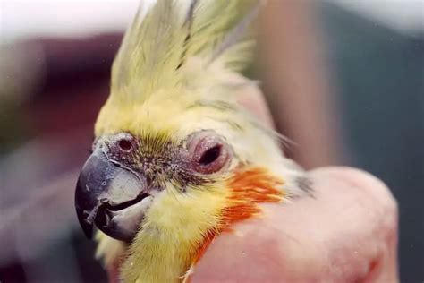 Cockatiel Feather Loss How To Stimulate Feather Regrowth