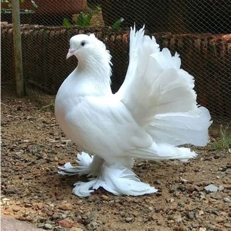 더쿠 품종견 품종묘 보다 더한 서양의 품종 개량된 관상용 비둘기