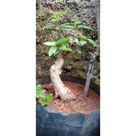Jual BAHAN BONSAI LOA SESUAI GAMBAR Shopee Indonesia