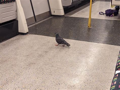 These Fare Evaders Are Starting To Take The Piss Rlondonunderground