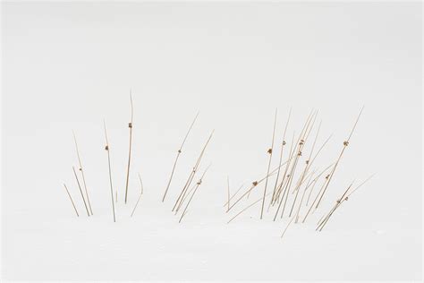 Winter Grasses Alpine Light