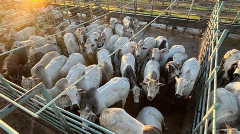Boiada Extra” Gadão Jovem Suplementado Na Tip Chega A Quase 24 Em Mt