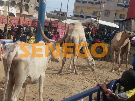 En images les préparatifs du Gamou de Mouride Mbaye à Guédiawaye