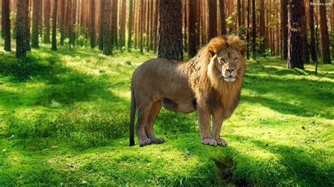 🔥 52 Lion Desktop Wallpapers Wallpapersafari