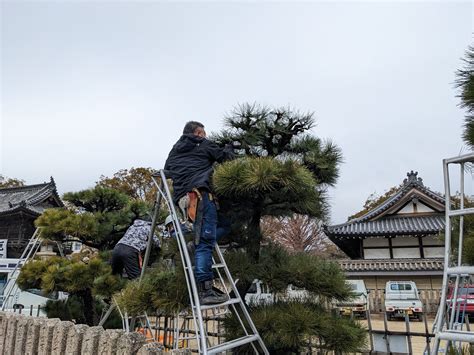 熊田造園純和風庭園から洋風庭園設計施工管理まで姫路緑化組合 松の剪定講習