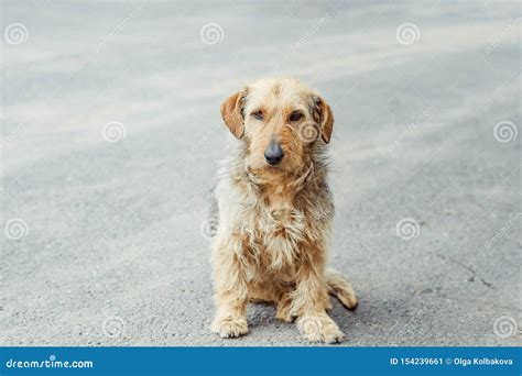 Shaggy Dog Sitting On The Pavement Stock Image Image Of Animal Eyes