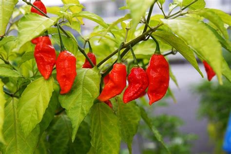 Bhut Jolokia Ghost Pepper Bulk 100 Worlds Hottest 1 Million