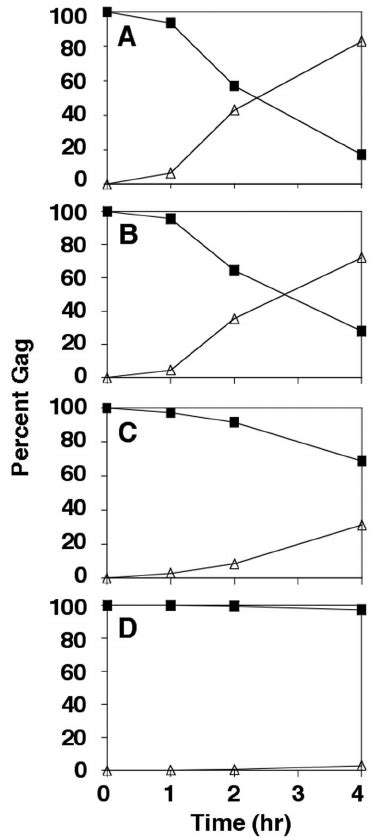 Kinetics Of Gag Precursor Processing And Virion Release From Cells