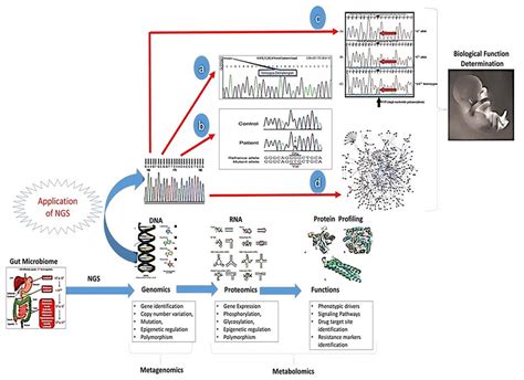 Workf Low Of Amplicon Metagenomics And Metagenomics Approach In Food
