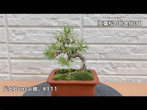 Bonsai Youtube