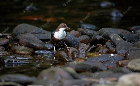Premium Photo Eurasian Dipper Searching For Food In The River