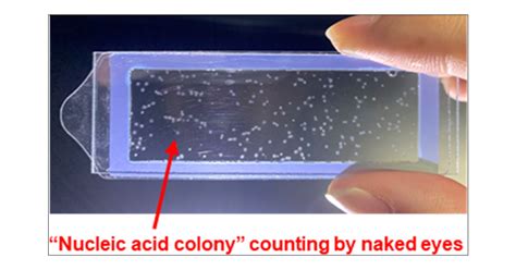 Nucleic Acid Plate Culture Label Free And Naked Eye Based Digital Loop