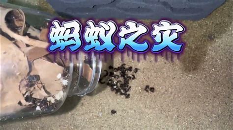 猎镰猛蚁凉了？难道我是继海洋之灾后的蚂蚁之灾吗 Youtube