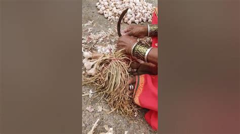 आपल्या शेतातील लसूण अशा प्रकारे वर्षभर स्वतःसाठी साठवून ठेवता येतो