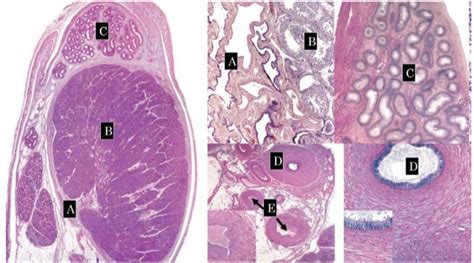 Diagrama De A R M 2 Quizlet