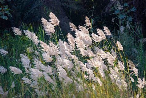 Long Grass Moving With Wind Stock Image Image Of Poaceae Landscape