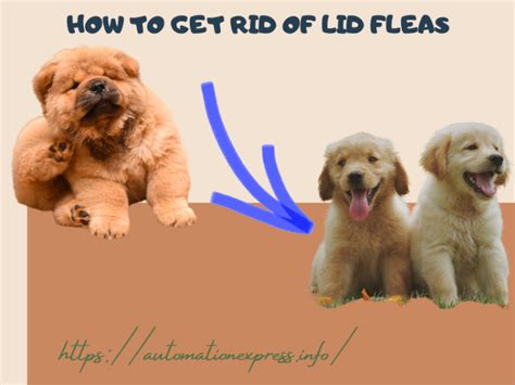 How To Get Rid Of Rid Fleas Your Step By Step Guide Termites Advice
