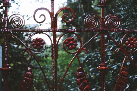 Free Images Tree Branch Light Plant Leaf Flower Red Color
