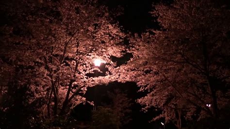 清水公園千葉 2020年桜祭り夜桜ライトアップ見頃情報 amAtavi